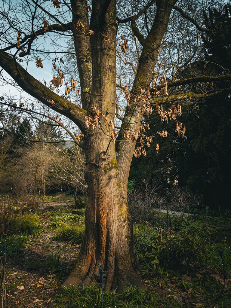 Roteiche: Der Baum des Jahres 2025 im Portrait